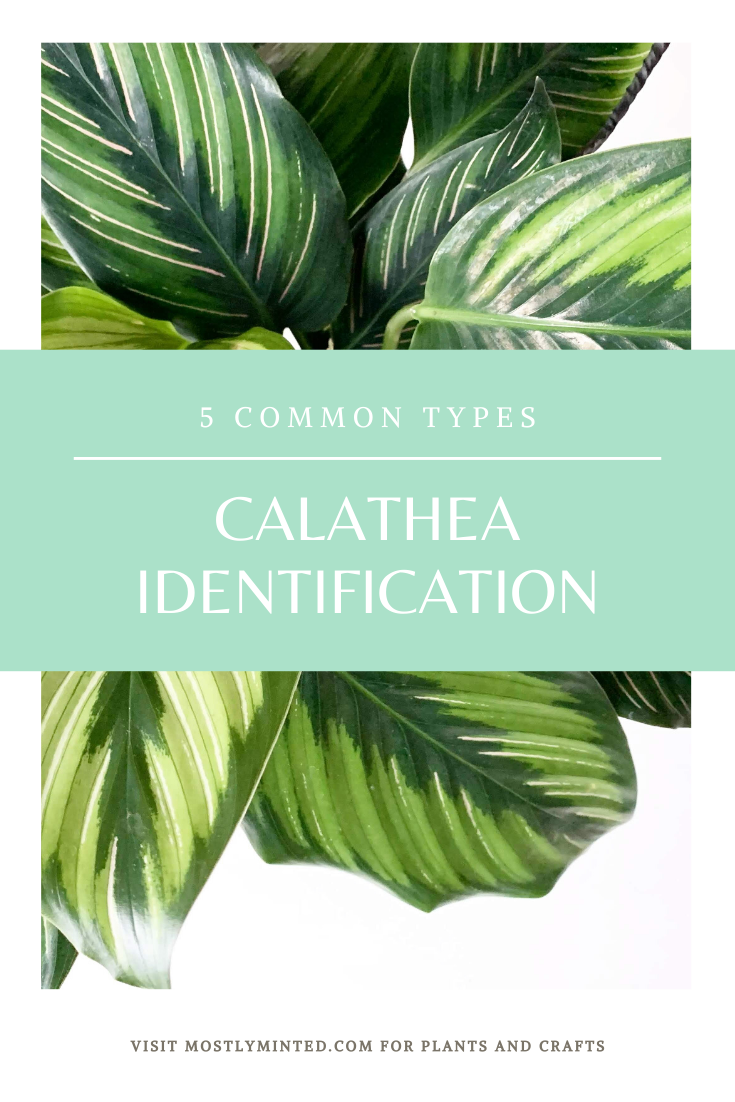 Calathea Identification: 5 popular varieties – Mostly Minted