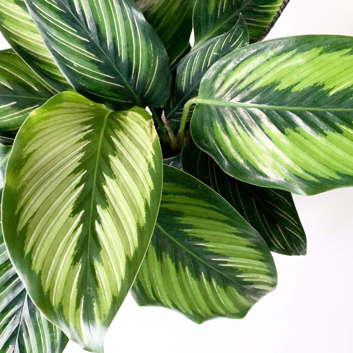 Calathea Identification: 5 popular varieties – Mostly Minted